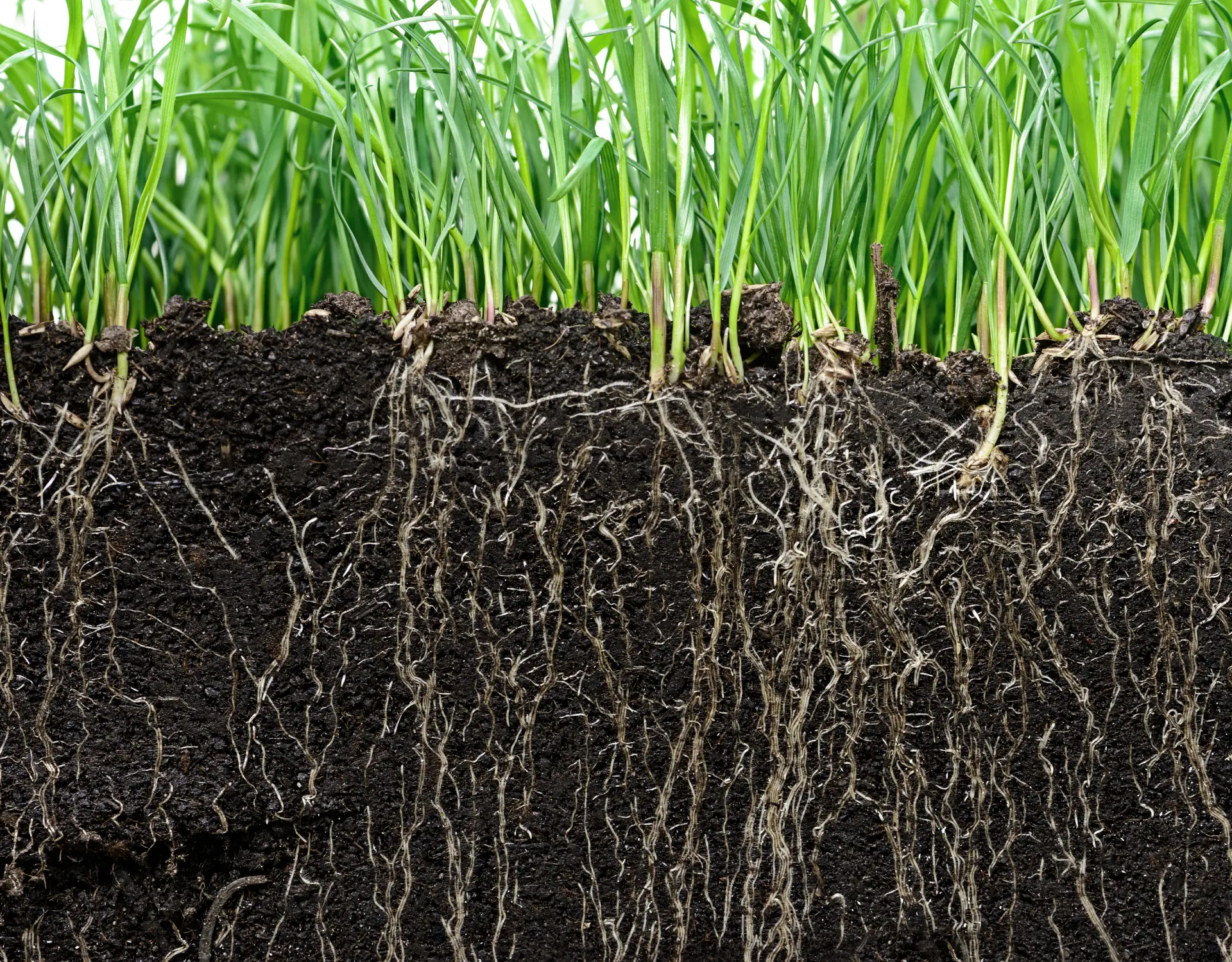 The role of fungi in a healthy soil microbiome